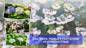 Как жара уничтожает крупнолистные гортензии, будьте внимательны с поливом!