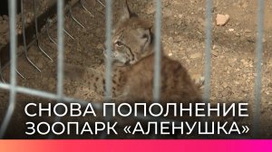 В окуловском частном зоопарке родились рысята и ягуары с редким окрасом