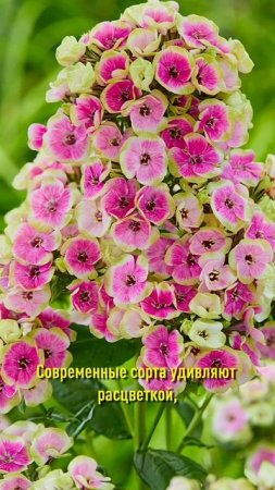 Самые неприхотливые многолетники! Посадил и любуйся! Красивый цветник почти без ухода