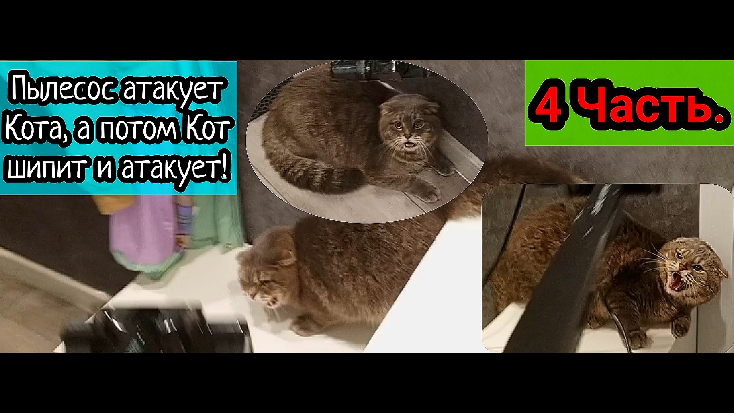 Кот боится на пылесоса (4 Часть) (Пылесос атакует кота, а потом первый начал)