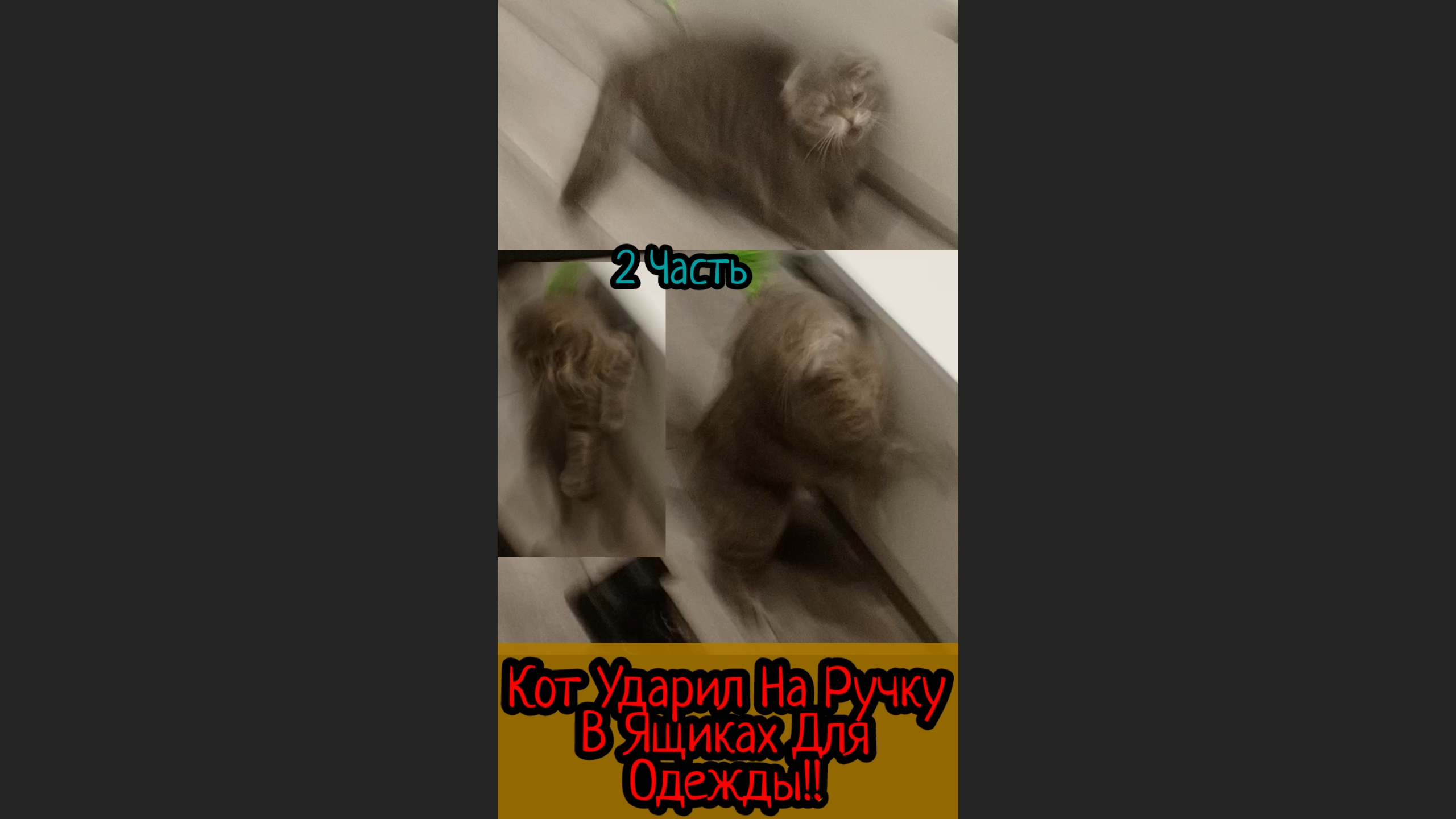 Кот боится на пылесоса (2 Часть) (Кот ударилось на ручке ящика с ботинками)