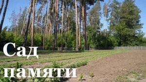 ЛНР попала в топ-10 регионов по количеству локаций высаженных деревьев в рамках акции «Сад памяти»