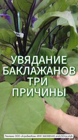 УВЯДАНИЕ БАКЛАЖАНОВ - ТРИ ПРИЧИНЫ #дача #баклажаны #сад