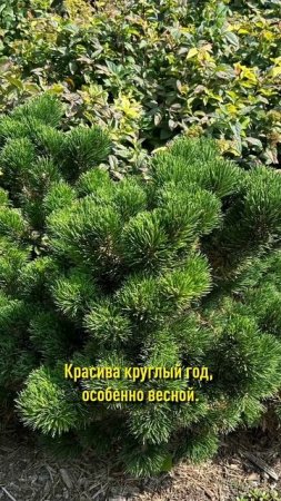 Роскошные кустарники для самой бедной почвы! Растут даже на камнях и песке!