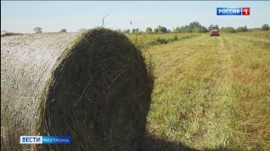 Ради сытых коров костромским аграриям приходится лавировать из-за погоды, как военным на маневрах