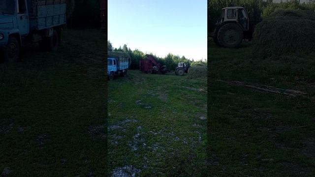 Трудности с заготовкой сена. Ашока Кришна дас, 8.07.25