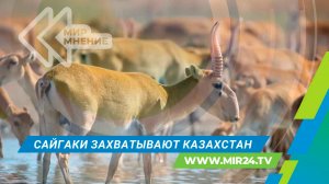 Парадокс сайгака: как охраняемый вид копытных стал проблемой для жителей Казахстана?