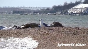 Азовское  море зимой stWerema4