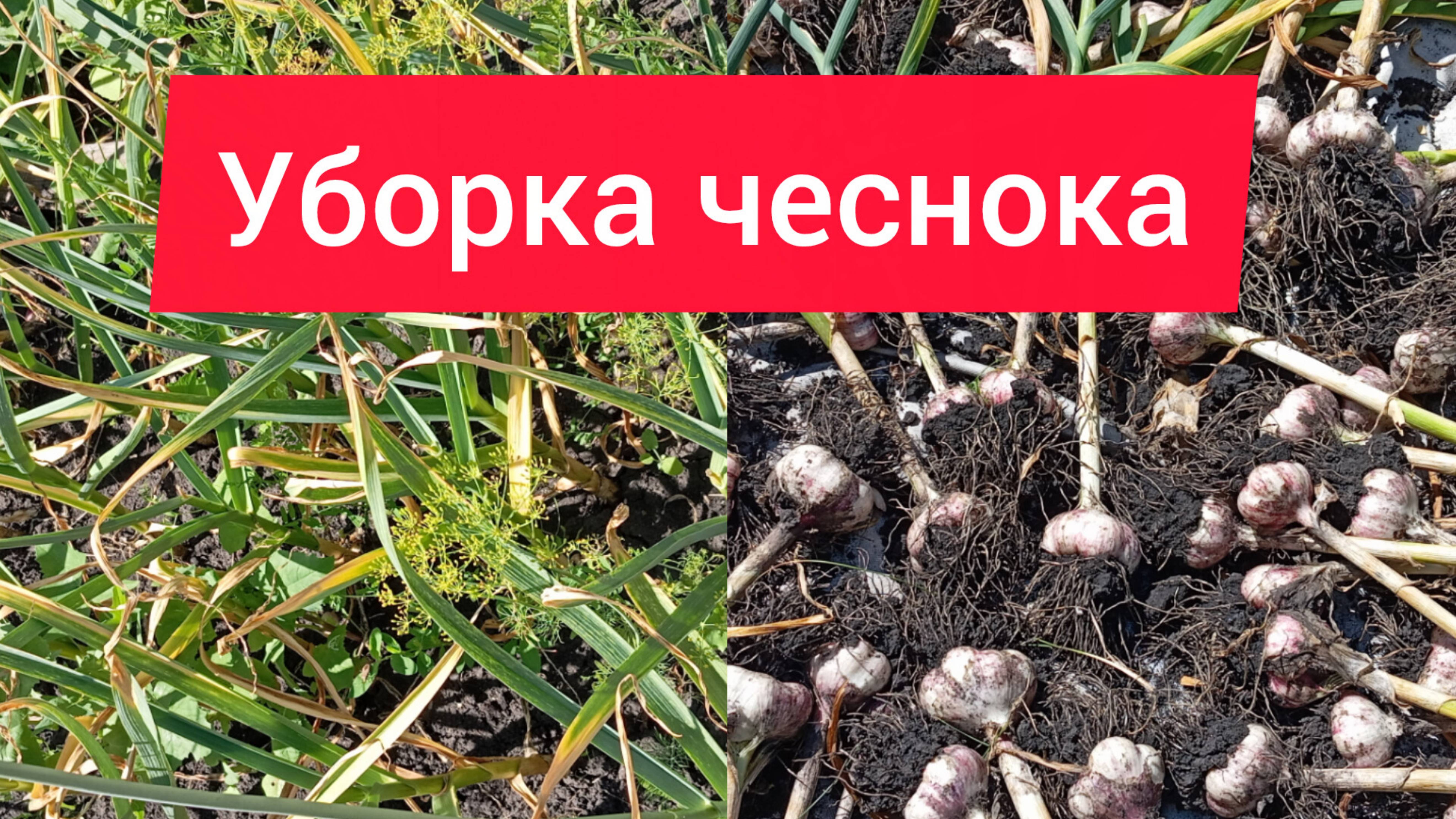 Уборка чеснока
