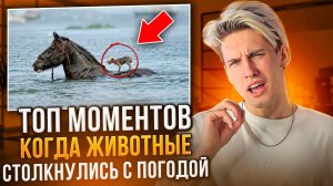 ТОП МОМЕНТОВ КОГДА ЖИВОТНЫЕ СТОЛКНУЛИСЬ С ПОГОДОЙ
