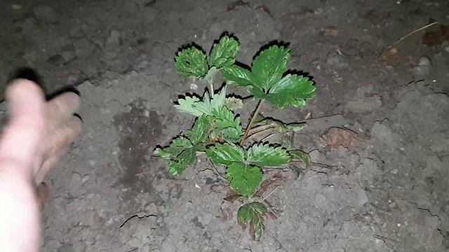 О клубничке в мае