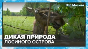 Чем заняться на Лосином острове?|Это Москва — Москва 24|Контент