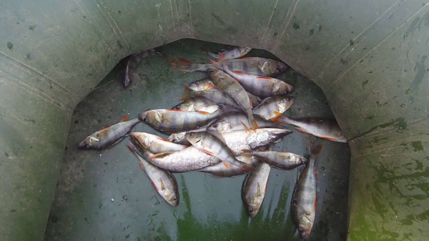 Удачная рыбалка после грозы