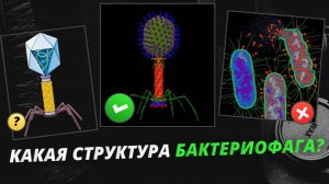 Бактериофаги — невидимые убийцы бактерий! Как они устроены и почему их боятся даже супермикробы?