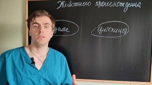 Иммуностимуляторы и иммуномодуляторы — разбираемся, как работают и стоит ли их принимать? 🛡️