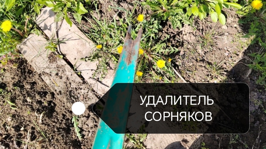 удаляю сорняки одуванчики