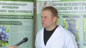 Жимолость сорт Медведевская  селекции НПЦ Агропищепром
