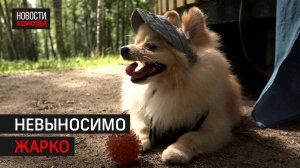 Как помочь своим питомцам пережить жару в Подмосковье