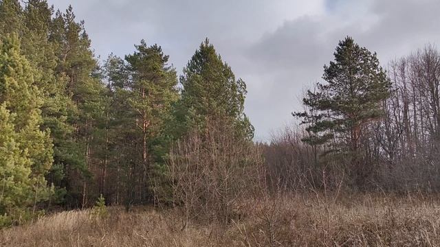 Лес