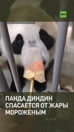 Поможет мороженое: как панда Диндин охлаждается в жару