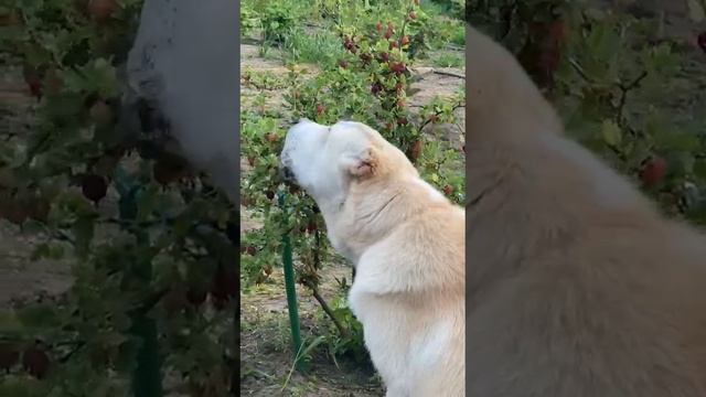 Тихий Час? Нет, Ягодный Час! Щенок Алабая решил подкрепиться.