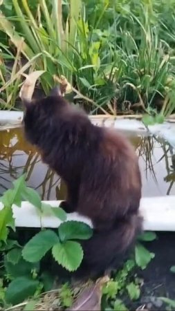 Кошка трезвенница!