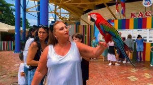 Адлер_Попугай ара Алла 🦜
