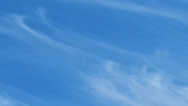 Полёт птиц в красивом небе! Видео.