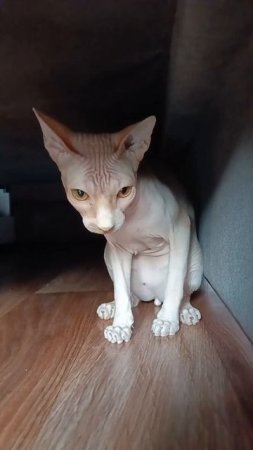 #канадскийсфинкс#ilyhapon#сфинкс#кот#лысыйкот#котикиграет#лысыйкотиграет#мяу#диван#рука#игра#котик