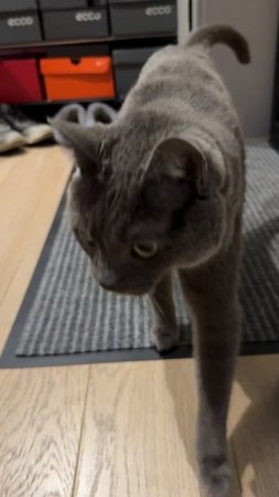 Котик не хочет, что бы я уходил на работу(( #МикиКот