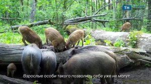 На границе с Тульской областью калужане «поймали» кабанчиков-канатоходцев