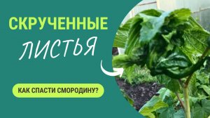 Спасите смородину! Почему скручиваются листья смородины и как это остановить?