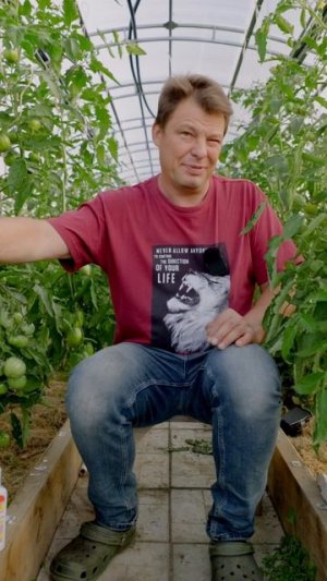 главное полив томатов