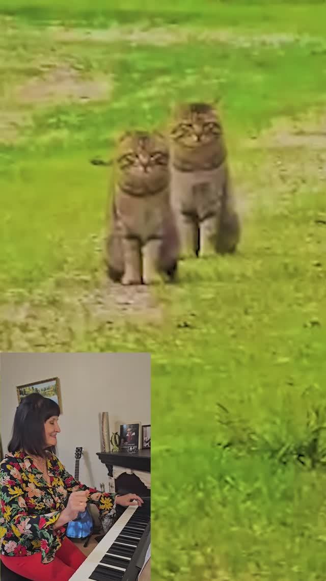 Суровые 🐾Амурские Коты в стиле 🎶 Манчини.