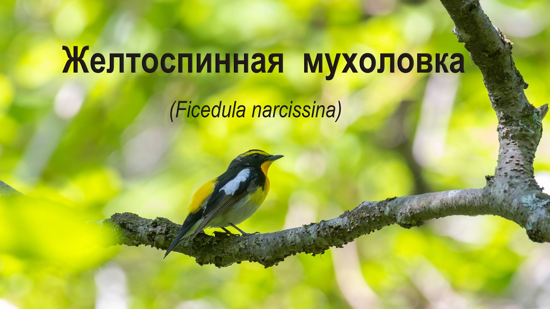 Желтоспинная  мухоловка (Ficedula narcissina)