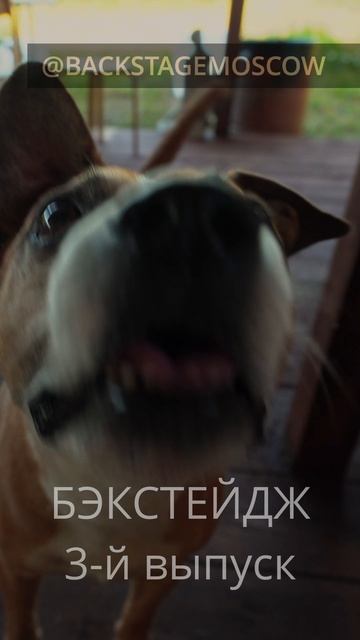 Веселые документалки БЭКСТЕЙДЖ побывали на КиноСлете 2025