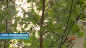 В Иркутской области вновь запрещено посещение лесов при высоких классах пожарной опасности
