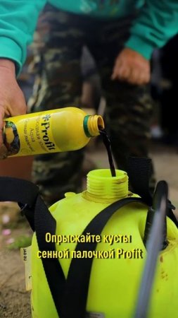 Розы будут цвести невероятно пышно и долго! Как продлить цветение роз