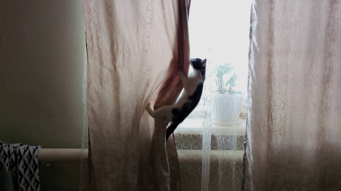 Котёнок-лазальщик. Котёнок лазает везде и всюду.