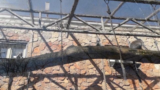 Санкт- Петербург. Куда пойти с детьми. Ленинградский зоопарк. Рядом Петропавловская крепость