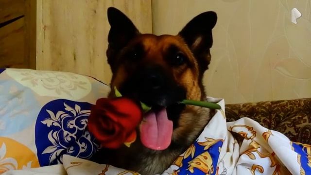 Доброе утро от Рыжика.#сезонконтентаRUTUBE