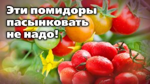 Не пасынкуйте такие помидоры. Потеряете урожай