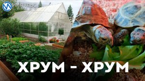 Хрум - хрум
