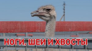 В Тбилисском районе выращивают несколько видов страусов