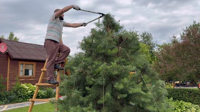 Формирование обрезка сосны