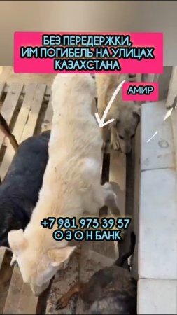 Щенки , спасённые из отлова , выросли, так и не пристроилась, пожалуйста помогите оплатить передержк