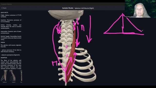 Ременная мышца шеи. Мышцы в 3D. - Pro Fitness Education (720p, h264)