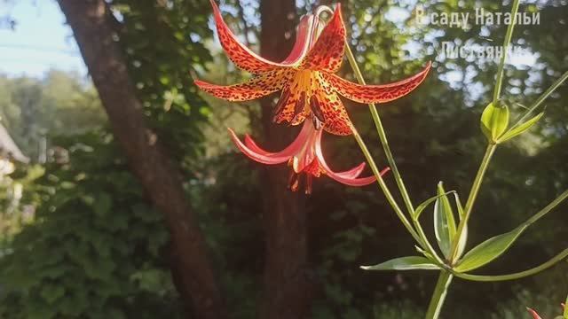 Дача 7 июля 1часть. Лилия канадская, папоротники, колокольчики