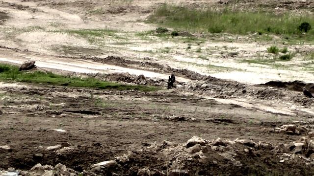 Коршуны в небе. Завораживающий полет. Птицы Сибири. Много Коршунов в небе.