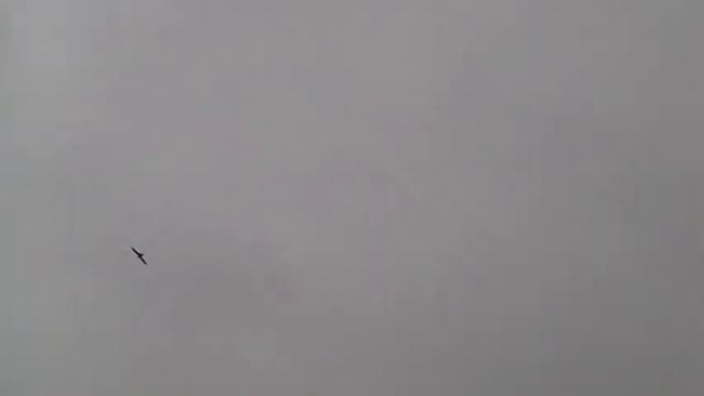 Полёт птиц! Наслаждение.
